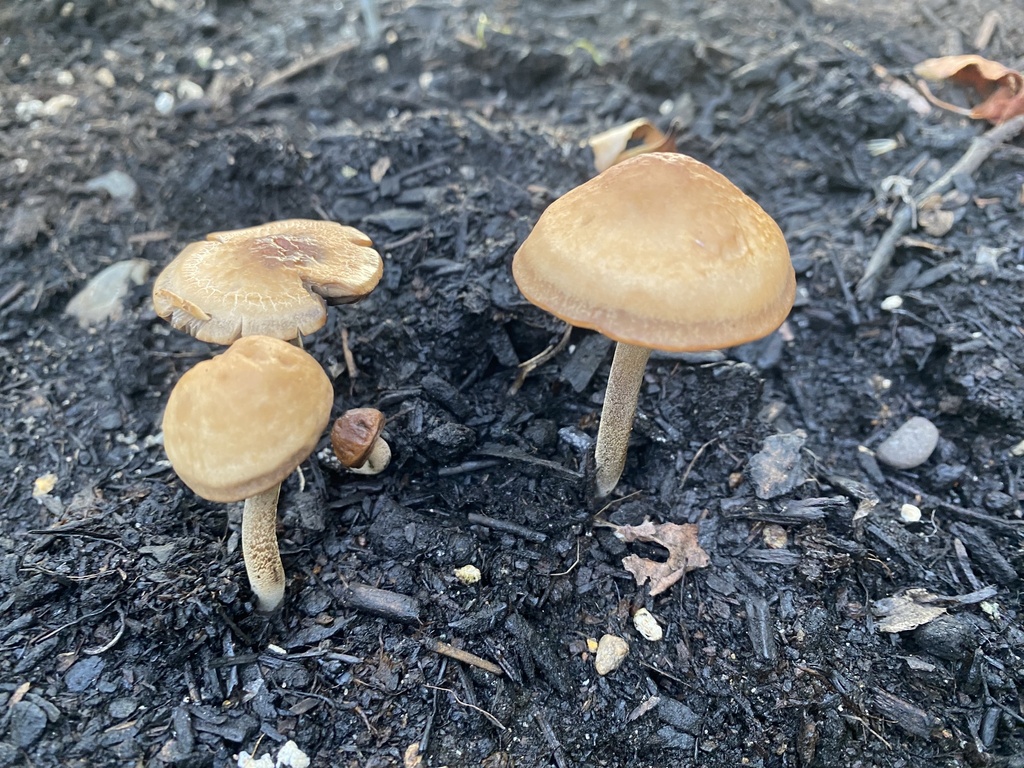 Banded Mottlegill from SW Sullivan St, Seattle, WA, US on July 6, 2023 ...