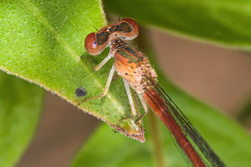 Desert Firetail in July 2023 by Kyle Chavez · iNaturalist