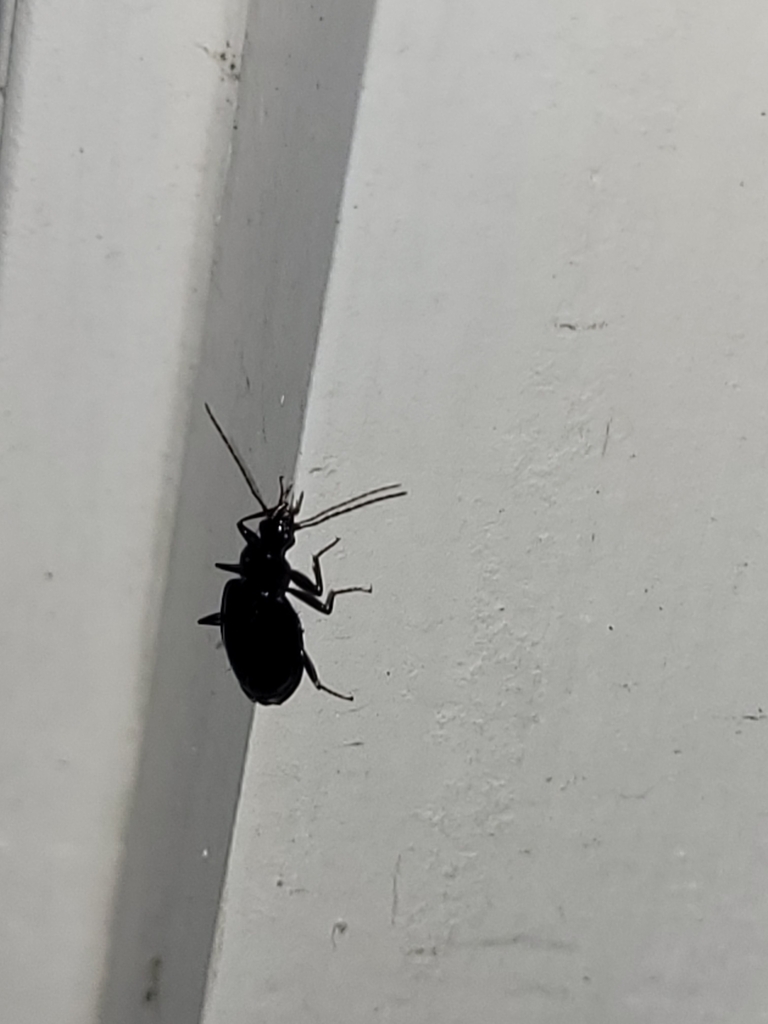 Beetles in July 2023 by aug678h · iNaturalist