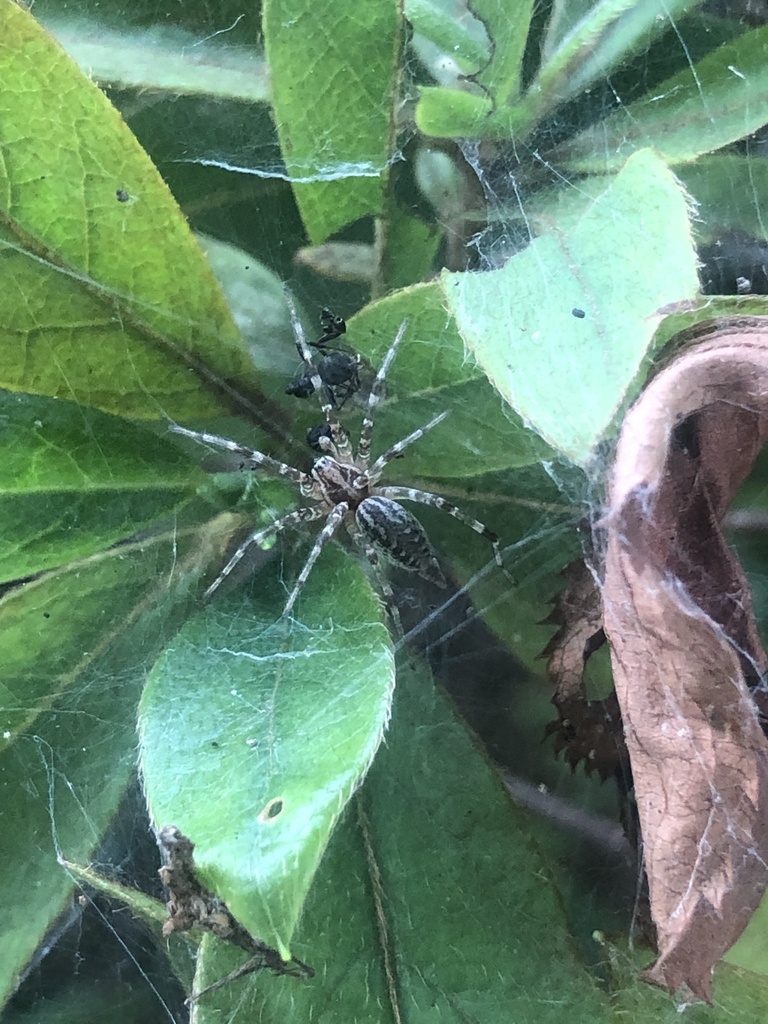 Dolomedes raptor from 立教大学 新座キャンパス, 新座市, 埼玉県, JP on July 7, 2023 at 12: ...