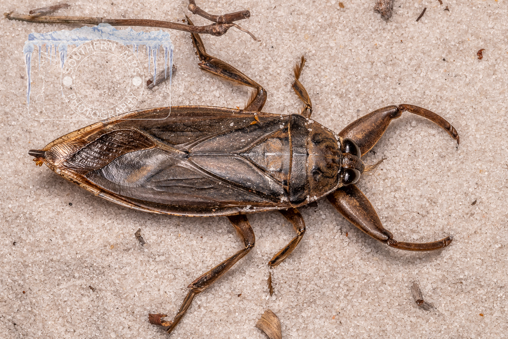 Uhler's Giant Water Bug from Archbold Biological Station, Highlands ...