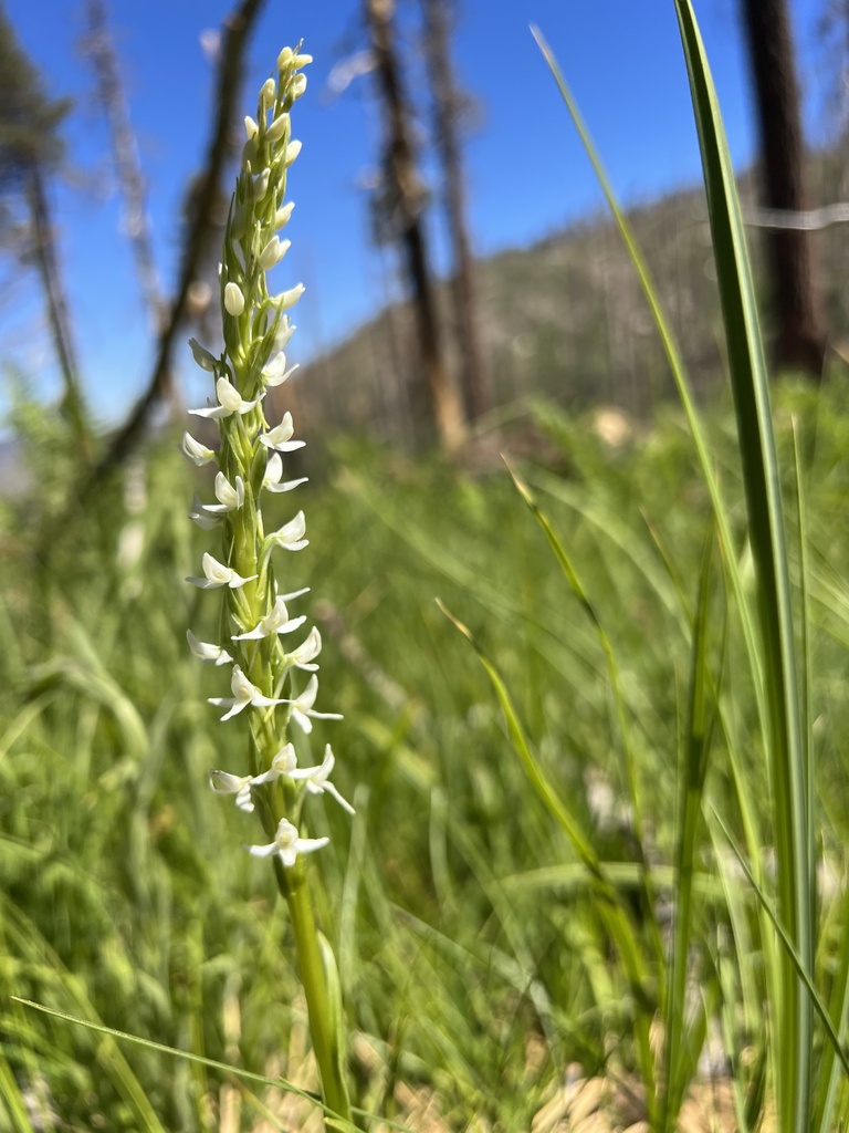 Sierra Bog Orchid from Sand to Snow National Monument, Angelus Oaks, CA ...