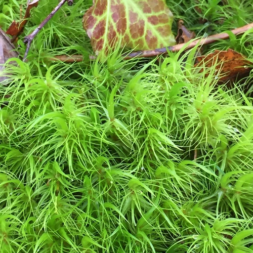 Greater Fork-moss (Dicranum majus) · iNaturalist United Kingdom