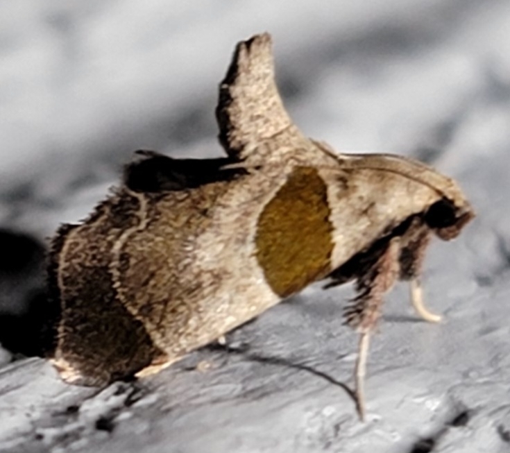 Dimorphic Tosale Moth from Wayne on July 6, 2023 at 11:10 PM by ...