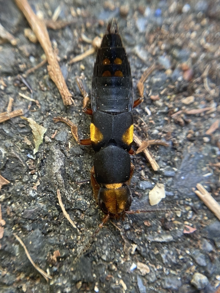 Agelosus auricomus from 臺灣島, 礁溪鄉, ILA, TW on July 7, 2023 at 08:21 AM ...