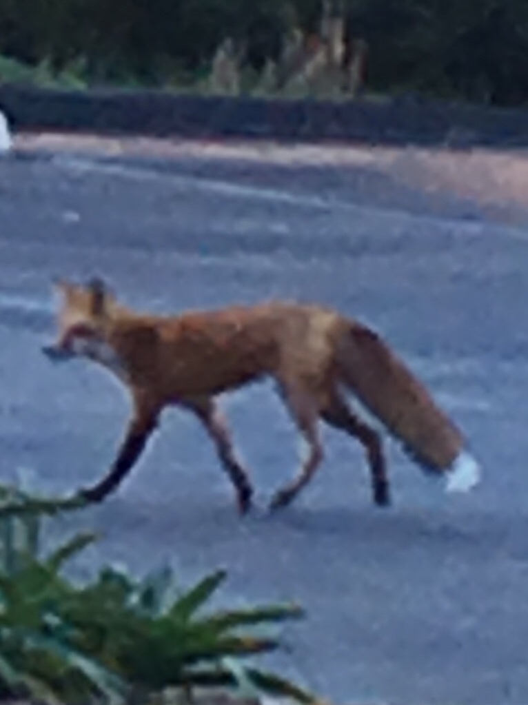 Red Fox in January 2019 by meandmygirls3 · iNaturalist