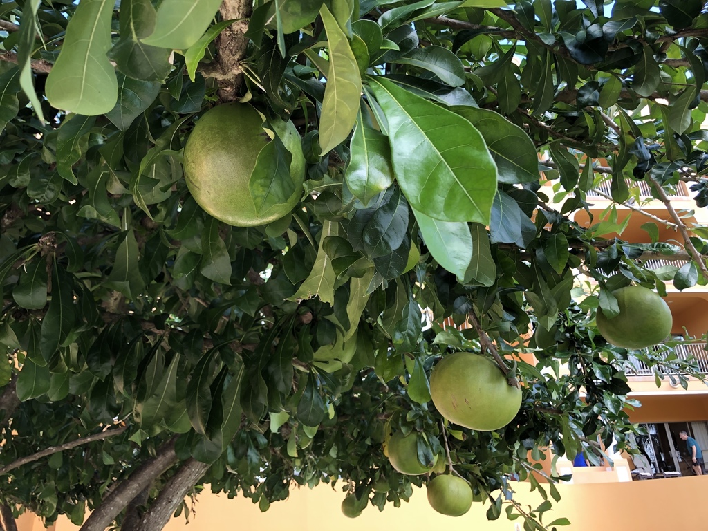 Calabash Tree from Solidaridad, Solidaridad, QROO, MX on December 31 ...