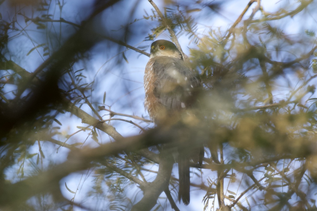 Sharp-shinned Hawk from Gilbert, AZ, USA on November 30, 2022 at 10:33 ...