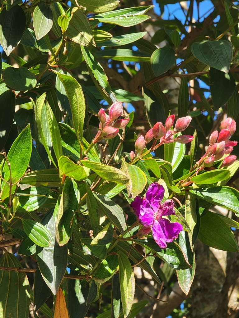 glory bushes and allies from Watanobbi NSW 2259, Australia on September ...