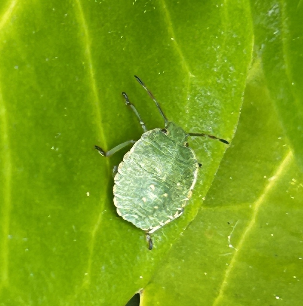 Green Shield Bug from Zealand, Holte, Capital Region of Denmark, DK on ...