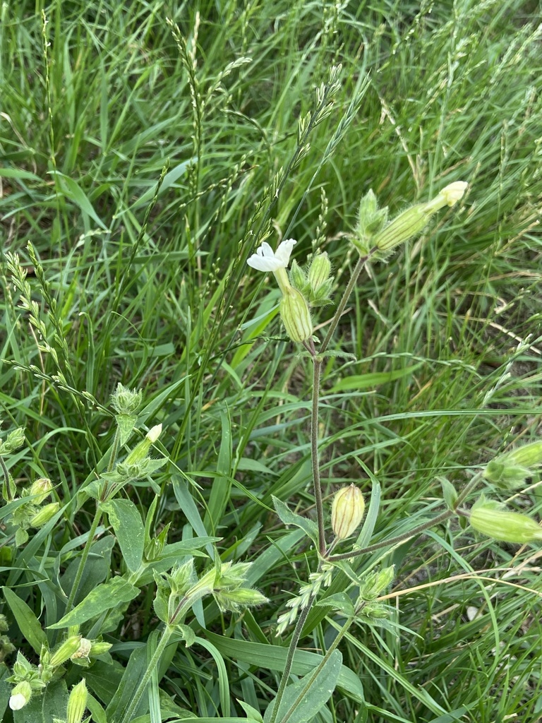 evening lychnis from Воздвиженська вулиця, Київ, Київ, UA on July 3 ...