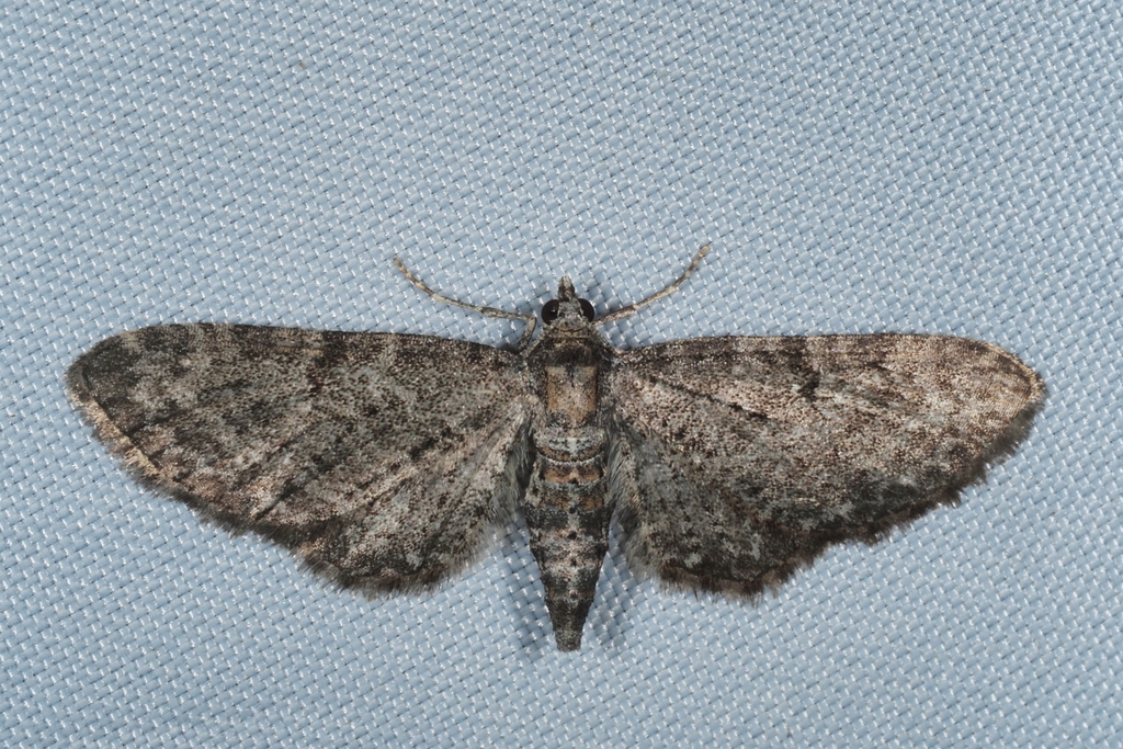 Grey Pug Moth from Ostana, Provincia di Cuneo, Italia on July 3, 2023 ...