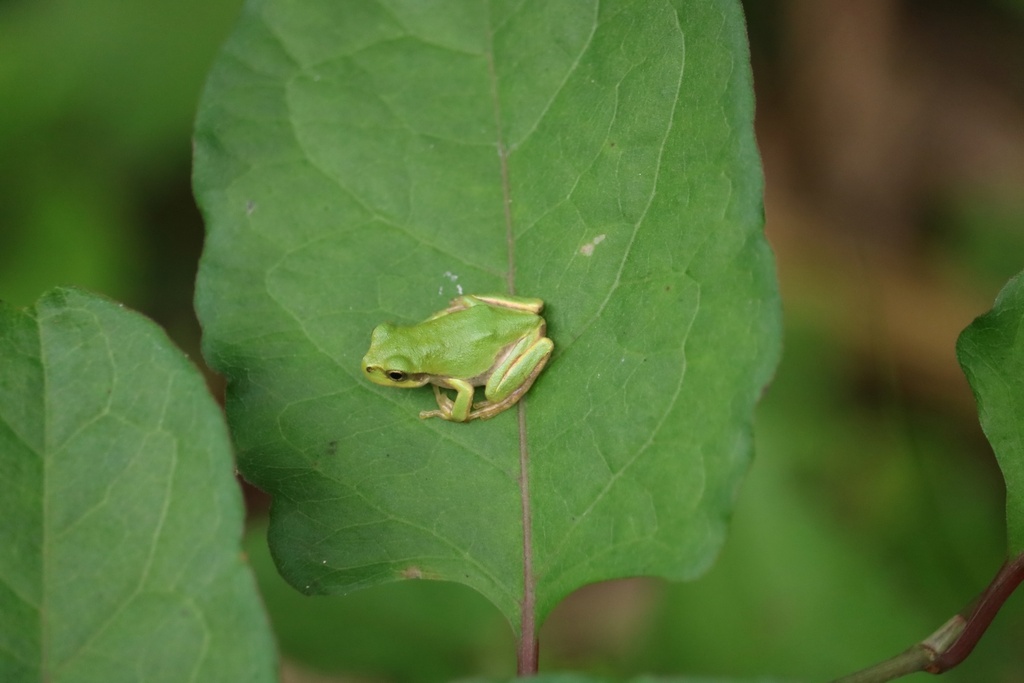 Japanese Tree Frog from Yoshikawa, Yasu, Shiga 524-0201, Japão on July ...