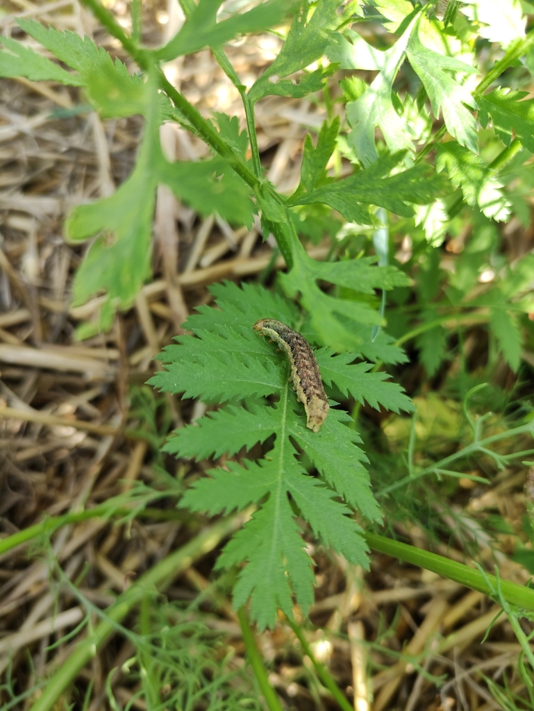 Cabbage Moth from 85461 Bockhorn, Deutschland on July 2, 2023 at 05:14 ...