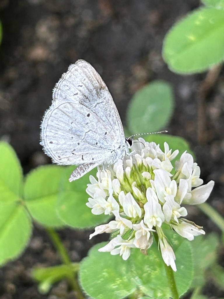 Summer Azure from Hanses Dr, Louisville, KY, US on July 6, 2023 at 07: ...