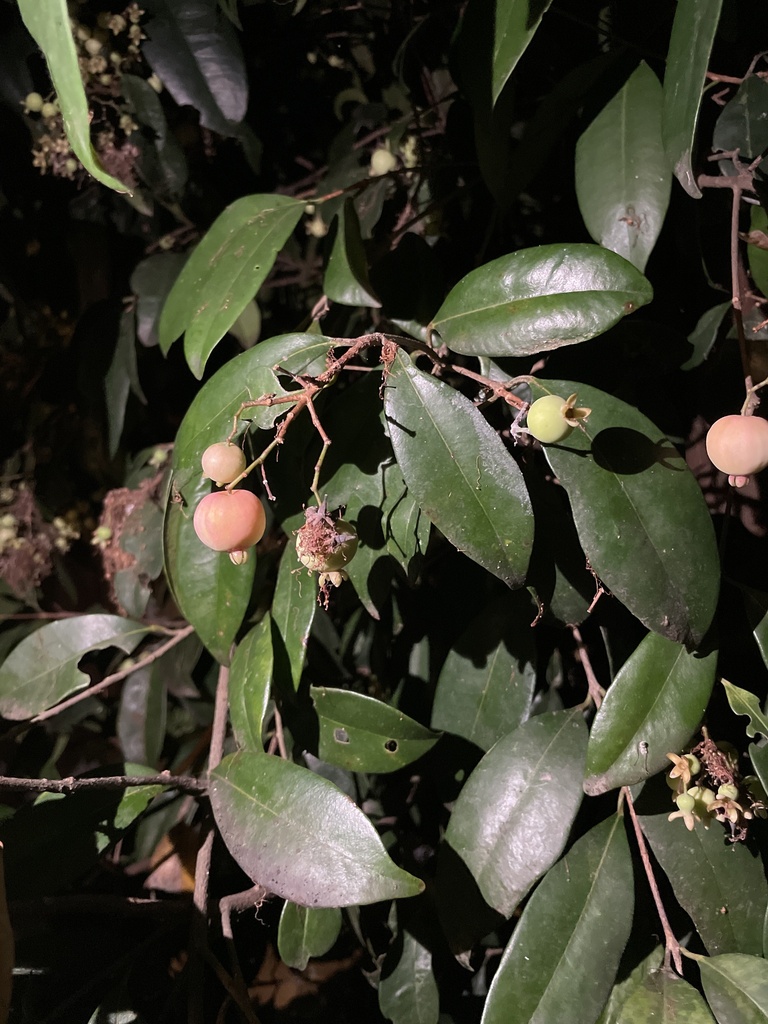 Waterberries from Centaur St, Trinity Park, QLD, AU on July 7, 2023 at ...