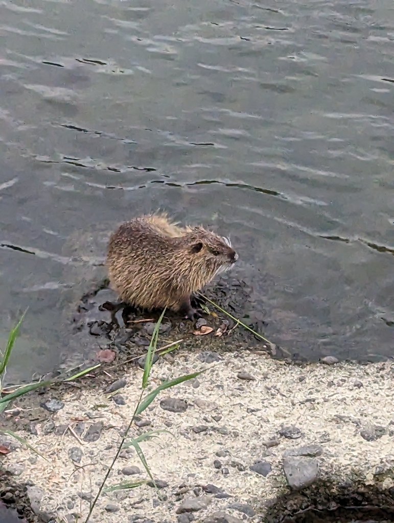 Coypu from 5-8 Fukuinekakimotochō, Higashiyama Ward, Kyoto, 605-0985 ...