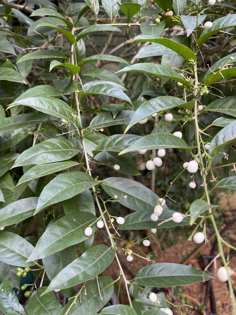 night jessamine from Julia Road, Berea, KZN, ZA on July 7, 2023 at 01: ...