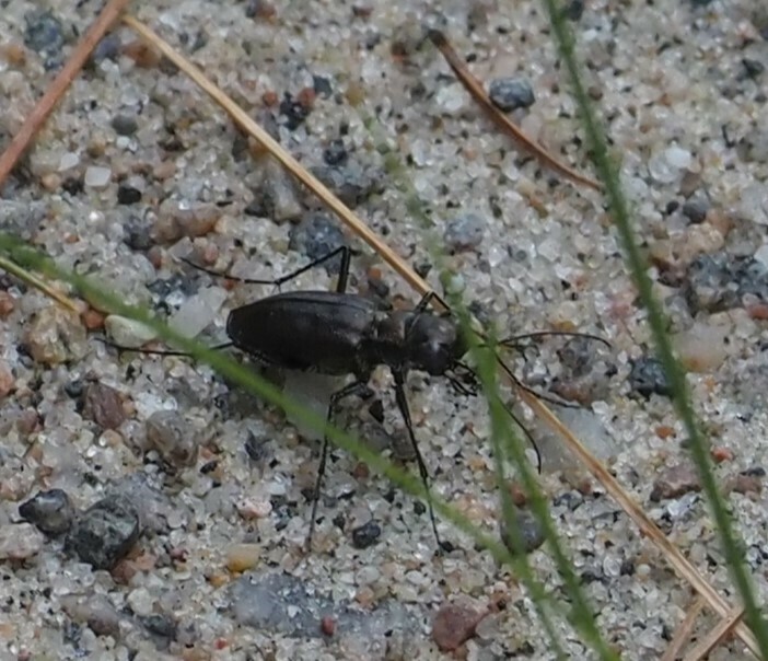 Punctured Tiger Beetle from Nipissing District, ON, Canada on July 5 ...