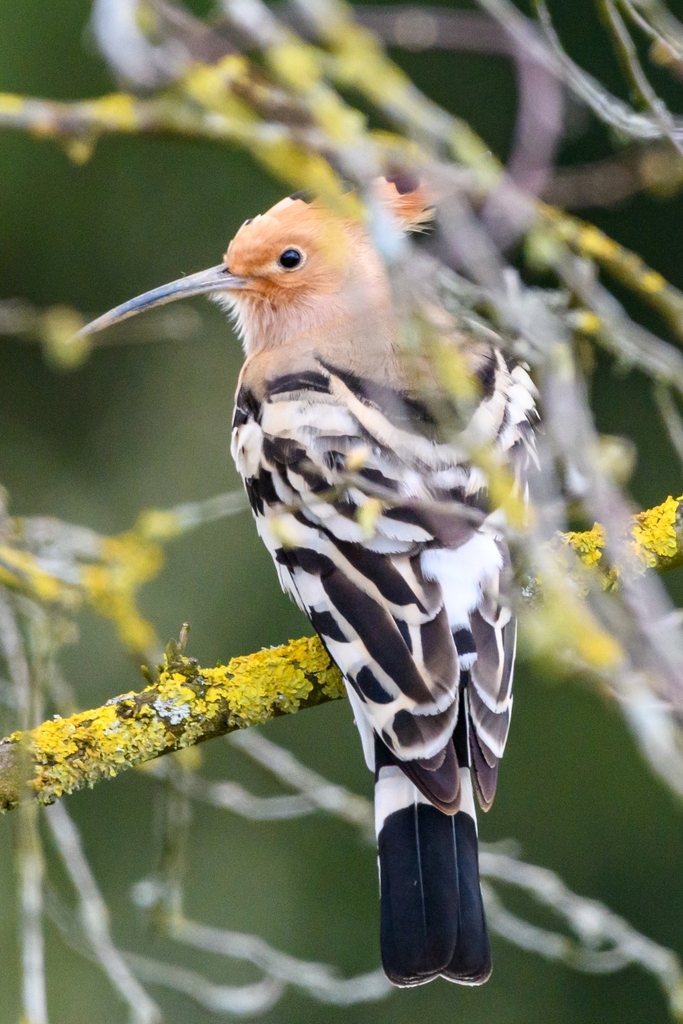 Common Hoopoe from 4976 Bettange-sur-Mess, Luxemburg on 14 April, 2023 ...