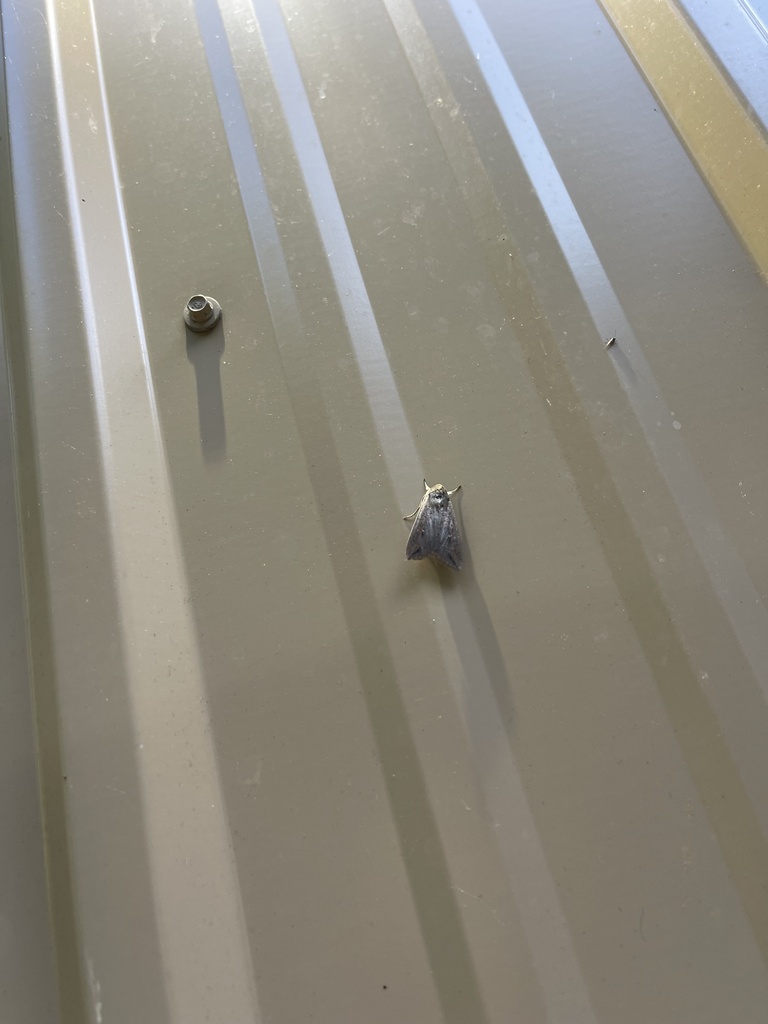 White-speck Moth from Waterloo Recreation Area, Grass Lake, MI, US on ...