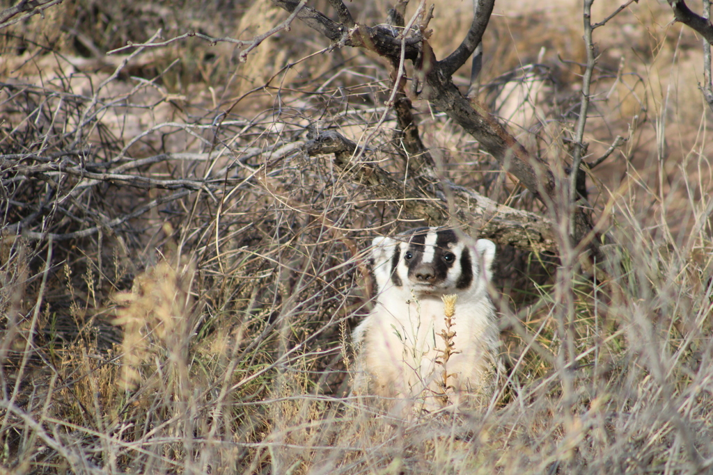 American Badger from Midland County, TX, USA on July 6, 2023 at 08:50 ...