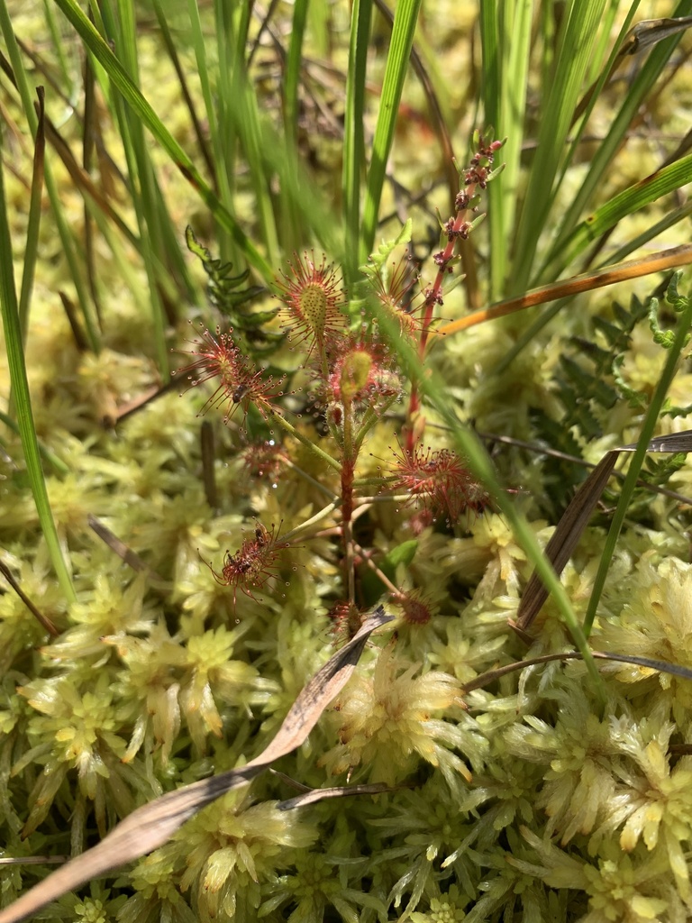 Madagascar Sundew from Burera, RW on July 4, 2023 at 01:52 PM by ...