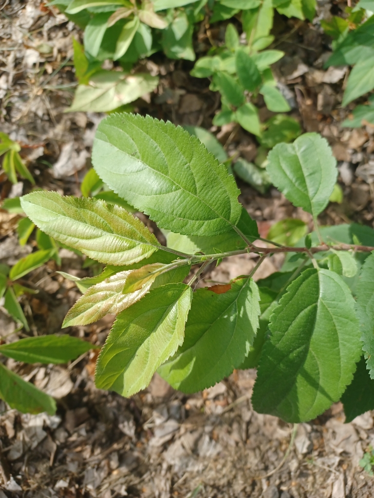 common buckthorn from Minneapolis, MN 55423, USA on July 7, 2023 at 08: ...