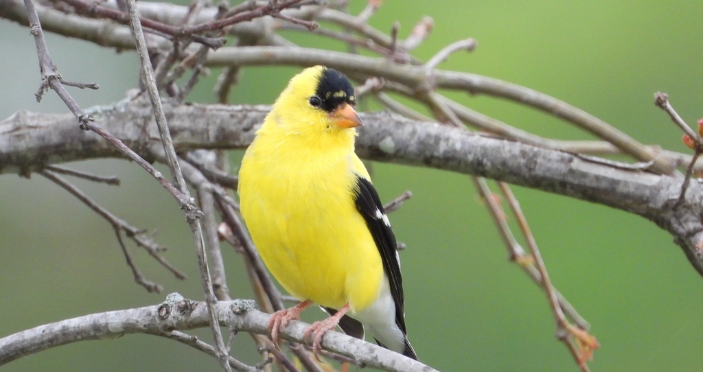 American Goldfinch from Blue Ash, OH, USA on April 14, 2023 at 12:55 PM ...