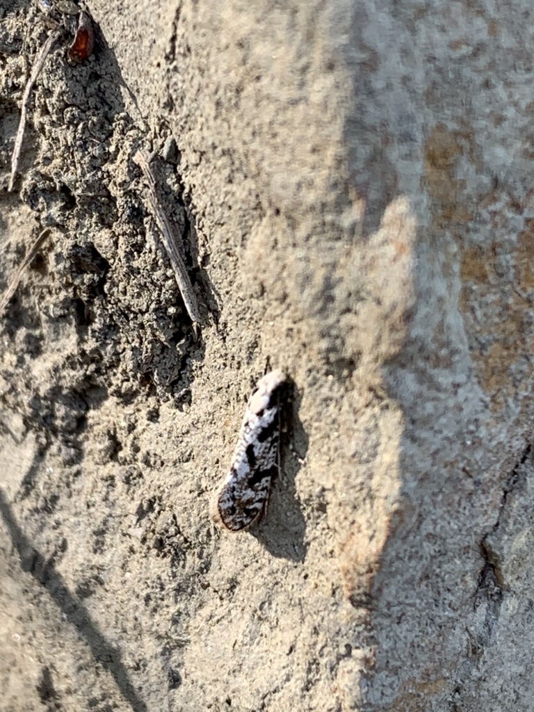 Butterflies and Moths from Bologna, Emilia-Romagna, IT on July 6, 2023 at 05:48 PM by Alex ...