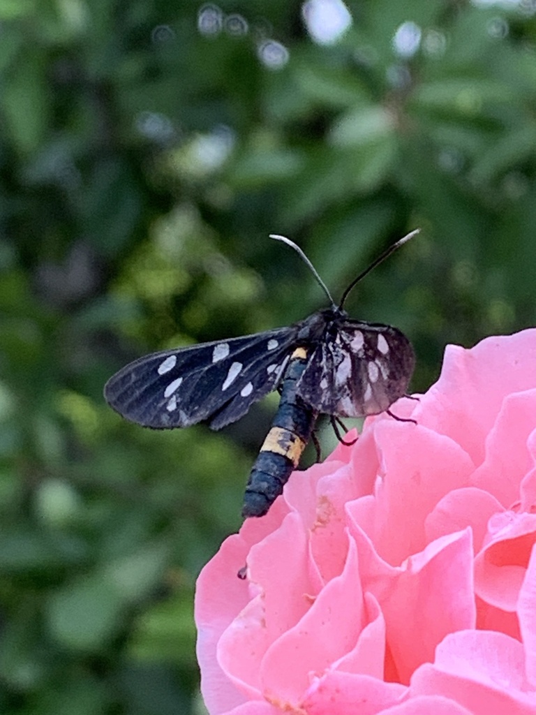 Nine-spotted Moth from Bologna, Emilia-Romagna, IT on July 6, 2023 at ...