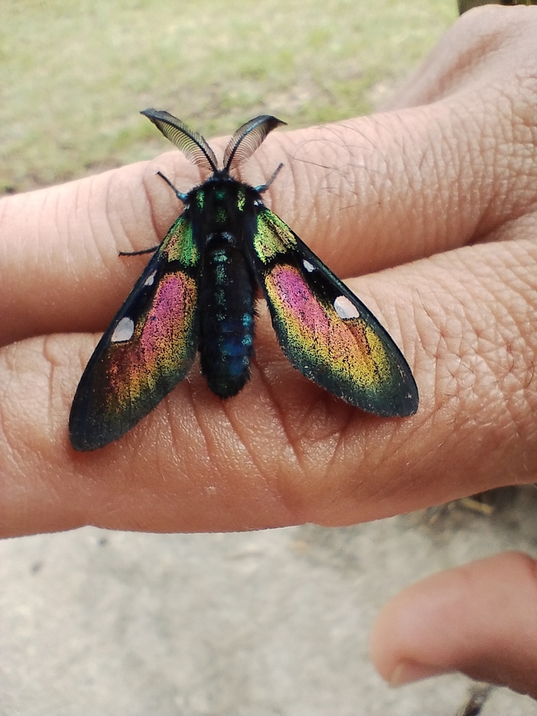 Ignita Wasp Moth from Piendamó, Cauca, Colombia on July 7, 2023 at 09: ...