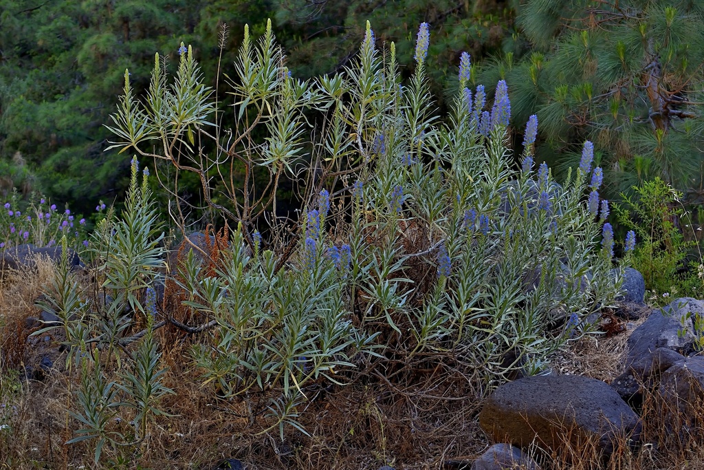 Echium webbii from La Palma on May 8, 2023 at 10:39 AM by Paulo Ventura ...