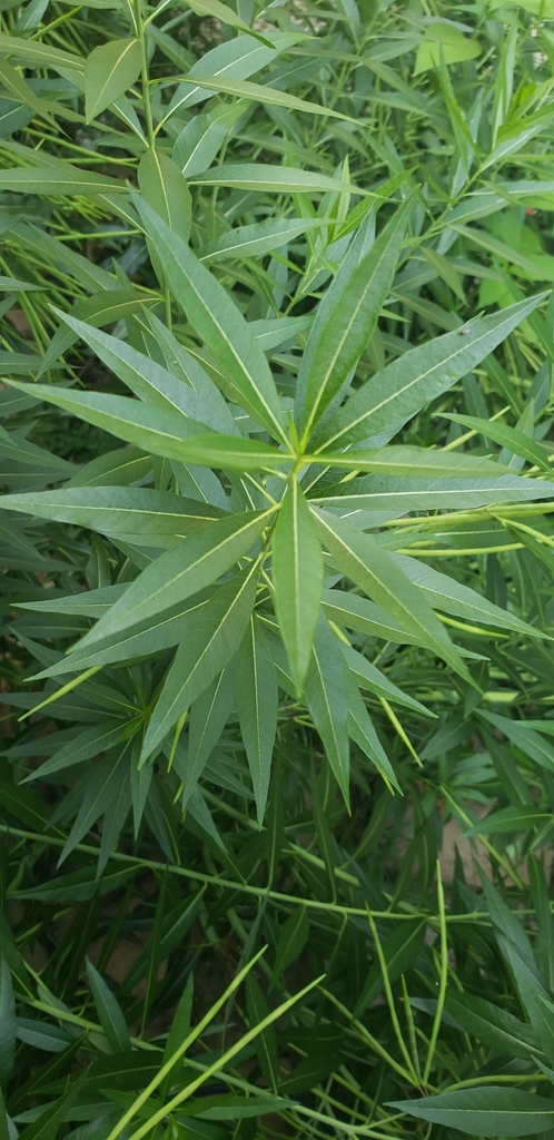 Something by Abby Flanders · iNaturalist