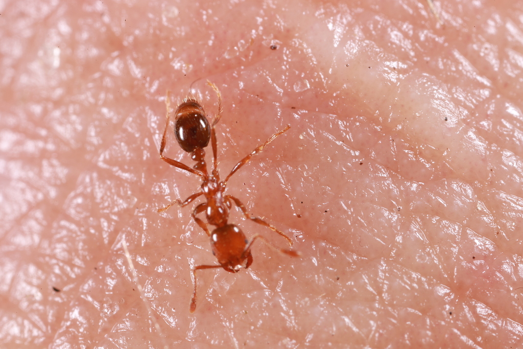Red Imported Fire Ant from Newberry, FL, USA on June 29, 2023 at 04:44 ...