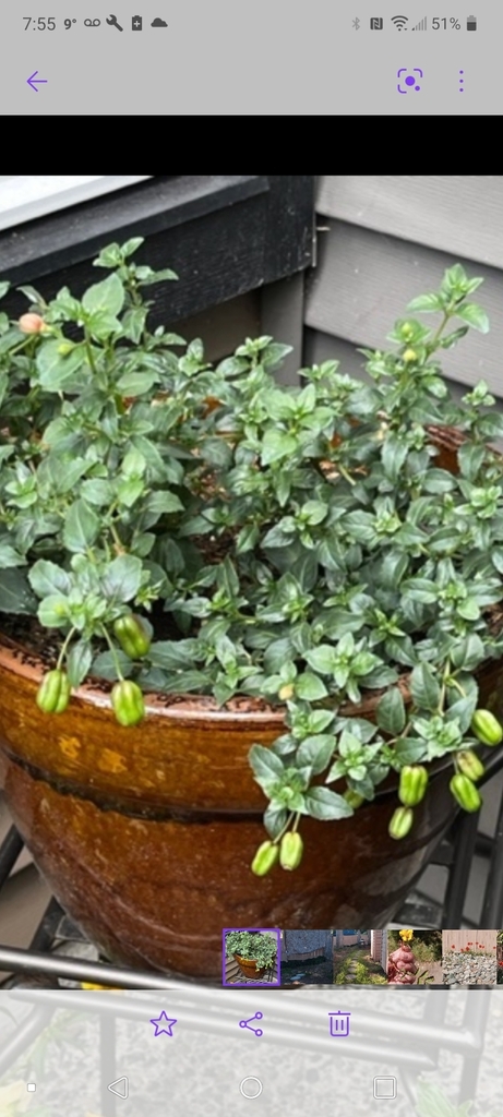 Something by Barbara Riordan · iNaturalist