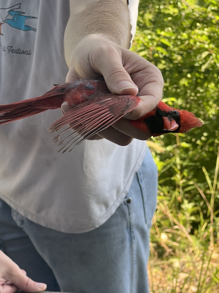 Northern Cardinal from Trinity River Audubon Center, Dallas, TX, US on ...