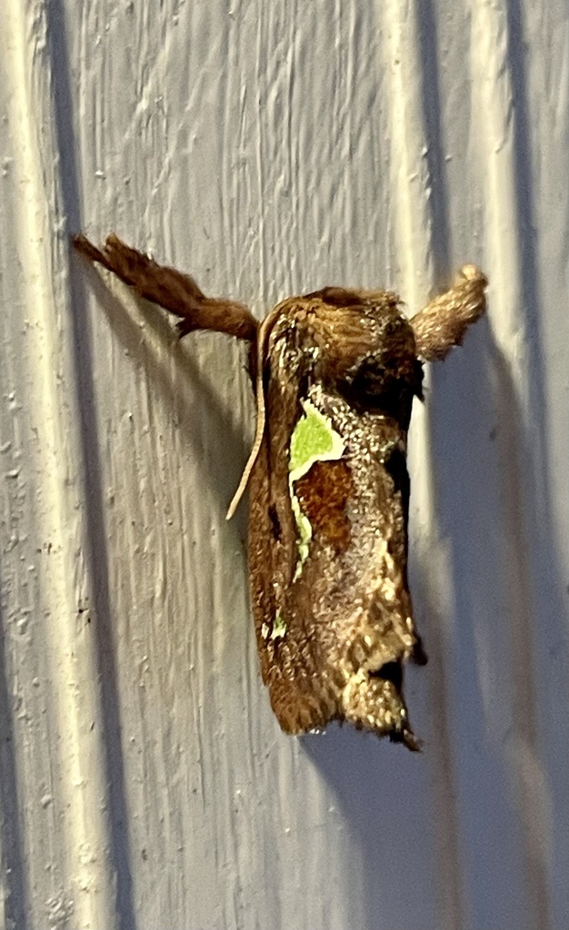 Spiny Oak-slug Moth from River Rd W, Maidens, VA, US on July 7, 2023 at ...