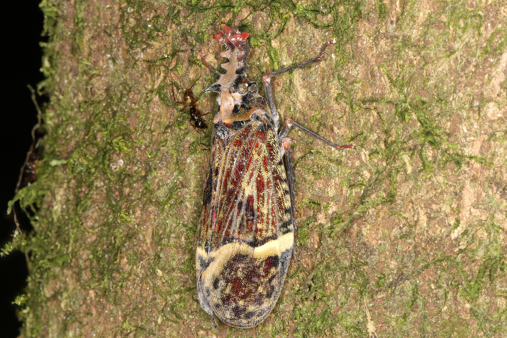Dragon-headed Bug from Anton Valley, Panama on December 31, 2018 at 06: ...