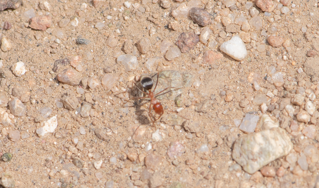 Myrmecocystus semirufus from Los Angeles County, CA, USA on July 6 ...