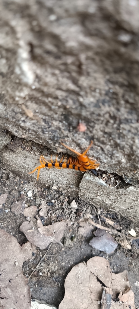 Indian Tiger Centipede from Luvarsar, Gujarat 362205, India on July 7 ...