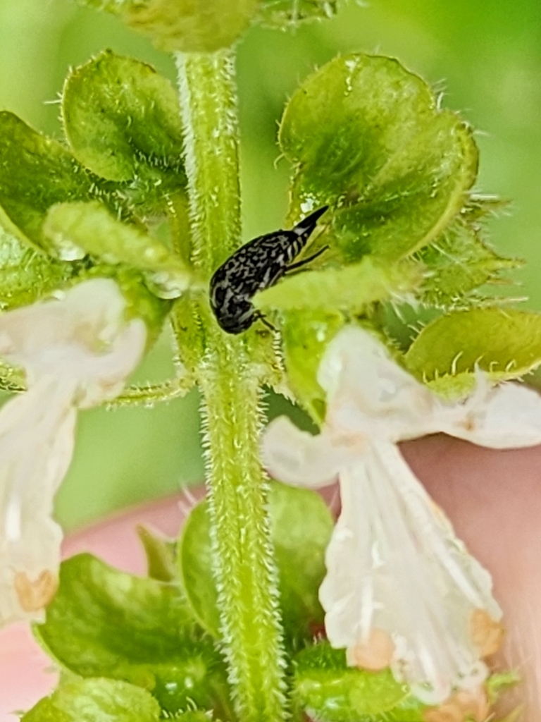 Tumbling Ragdoll from Oklahoma City, OK 73112, USA on July 7, 2023 at ...