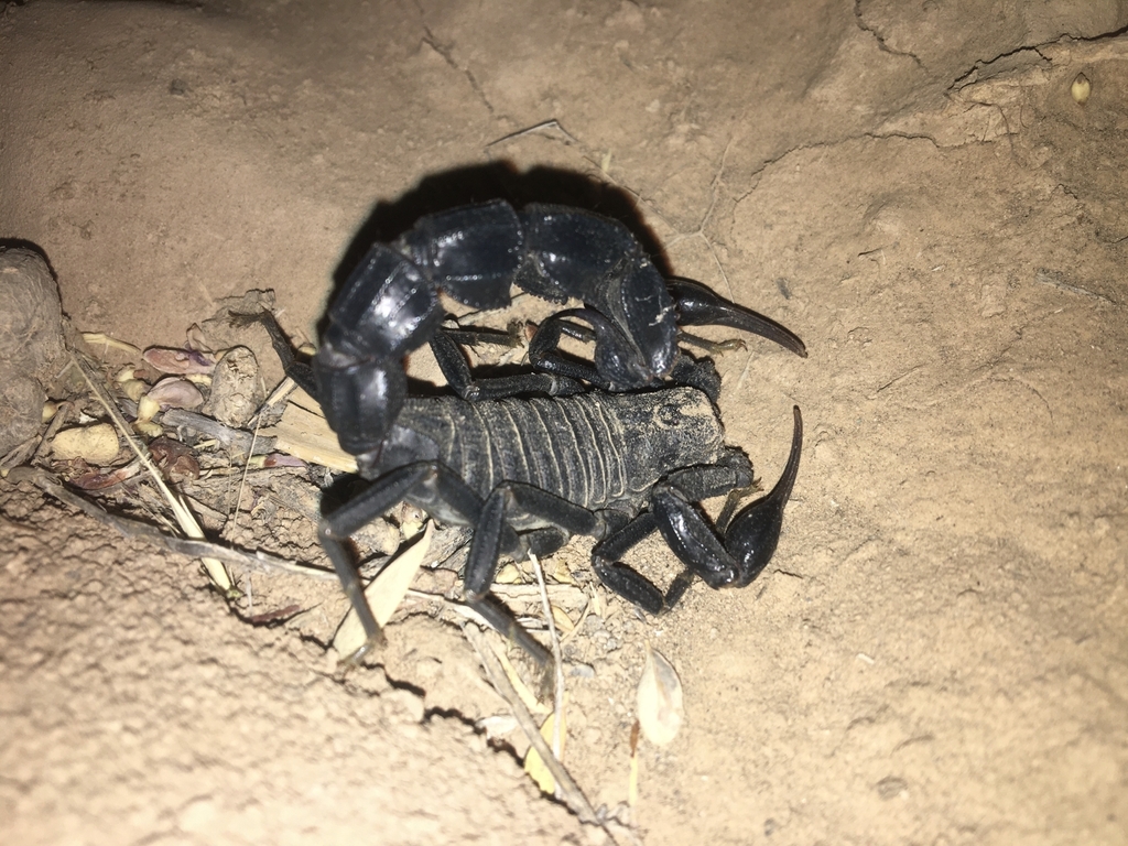 Arabian fat-tailed scorpion from Alborz, IR on July 6, 2023 at 08:50 PM ...