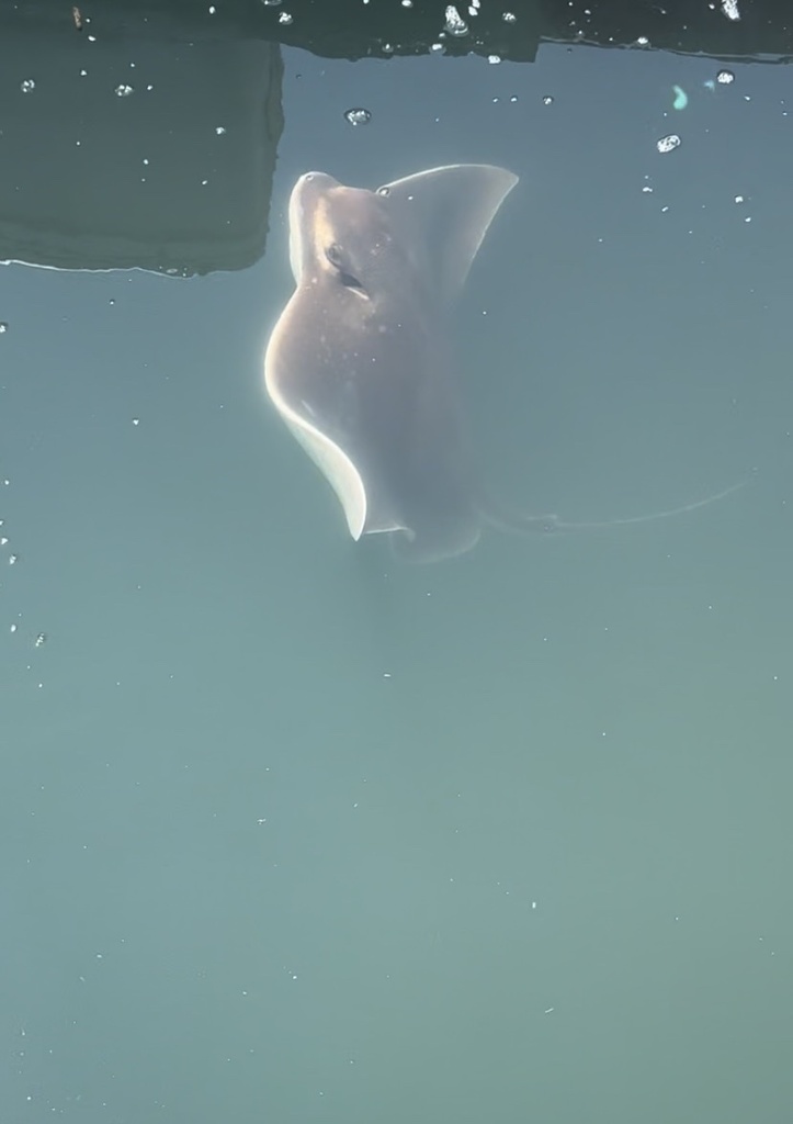 Bullnose Eagle Ray from North Atlantic Ocean, Margate City, NJ, US on ...