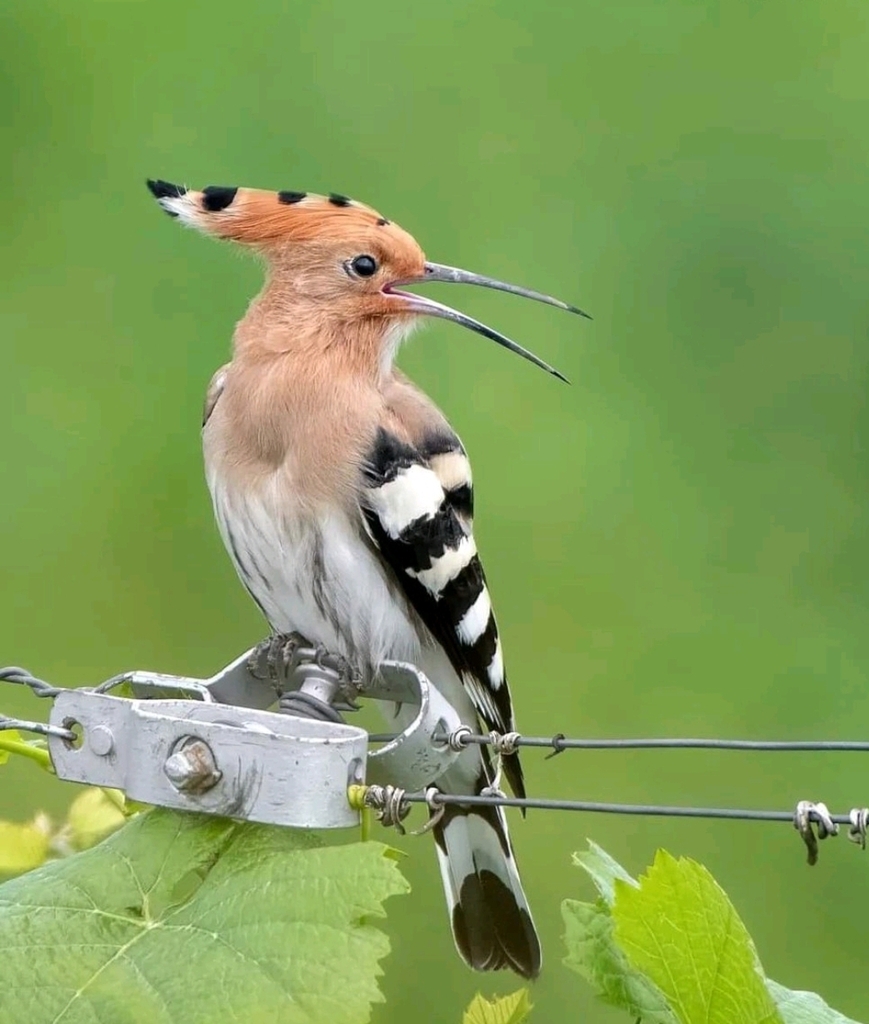 Common Hoopoe from Sankt Ilgen on July 6, 2023 by Andreas Stummer ...