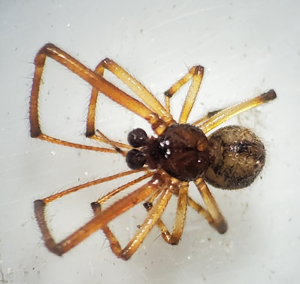 Cobweb Spiders from Lucas County on July 7, 2023 at 01:21 PM by Melissa ...