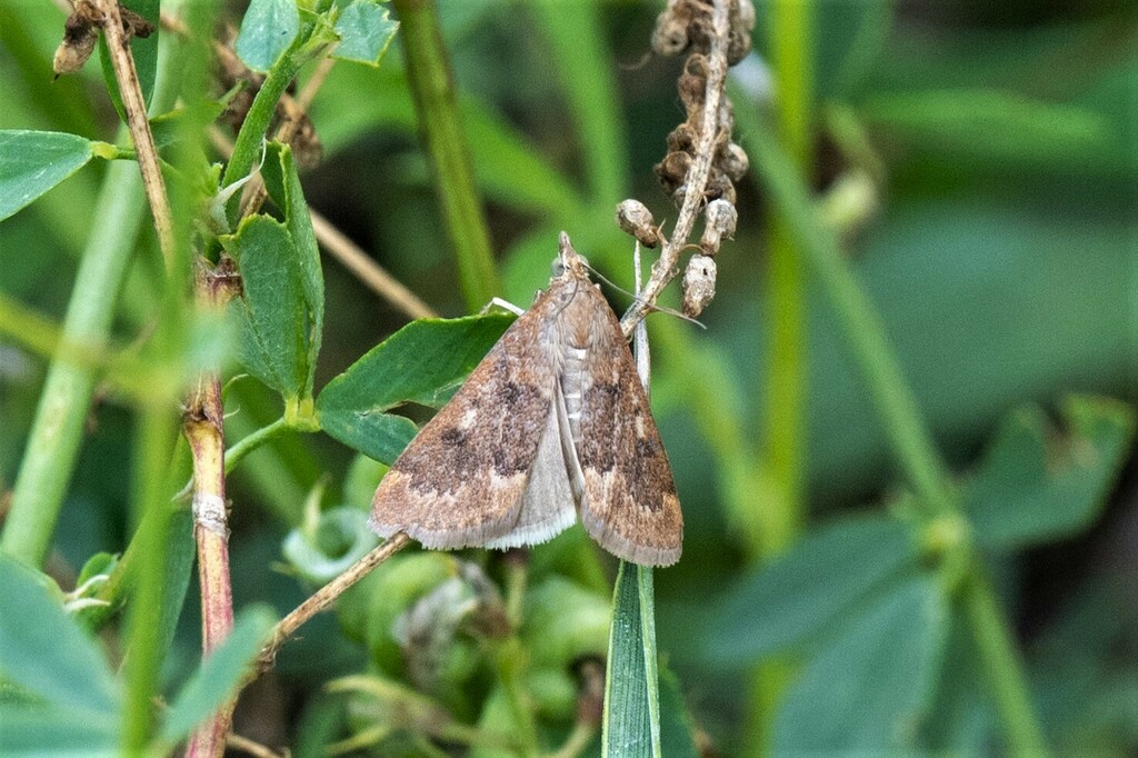 Garden Webworm Moth from Lancaster County, NE, USA on July 6, 2023 at ...
