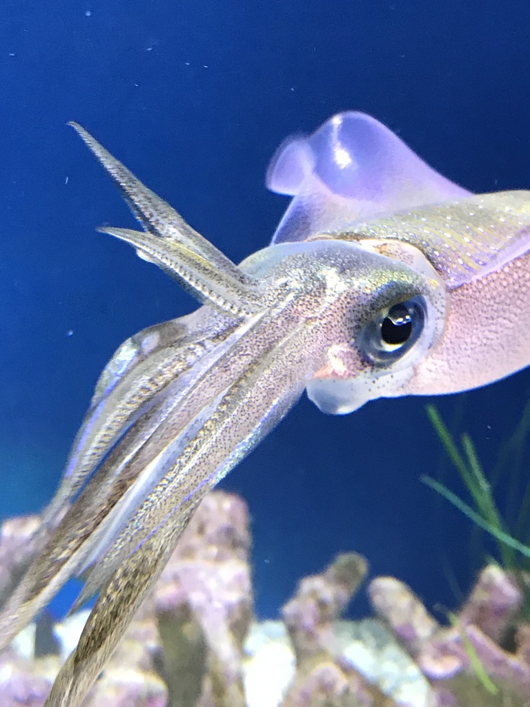 Caribbean Reef Squid from 818 Cannery Row, Monterey, CA, US on January ...