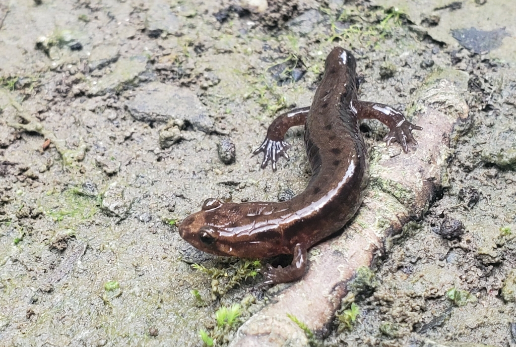 Allegheny Mountain Dusky Salamander from Fellows Falls on July 7, 2023 ...