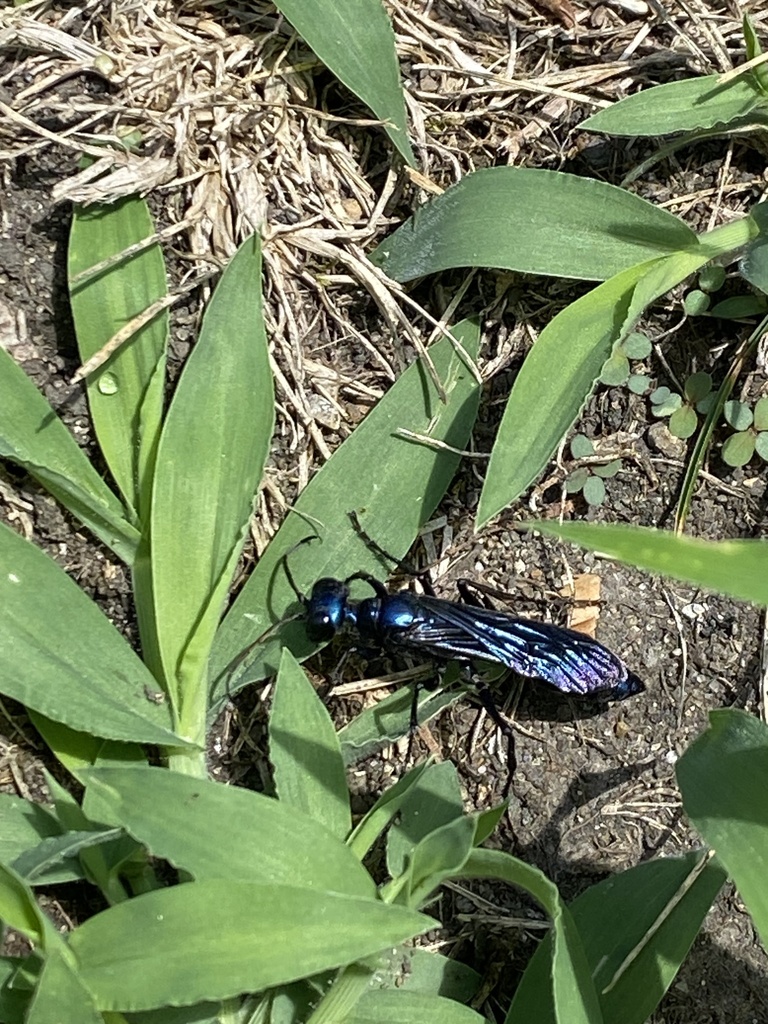 Steel-blue Cricket-hunter Wasp from Ferry St, Lafayette, IN, US on July ...